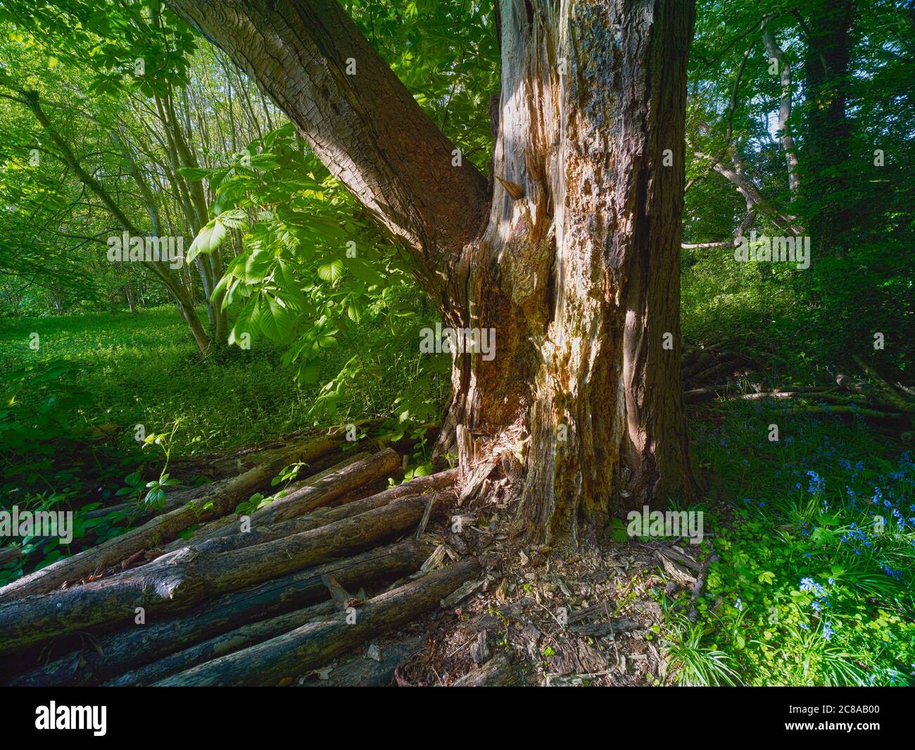 Landscape scene in Surrey woodland Stock Photo - Alamy