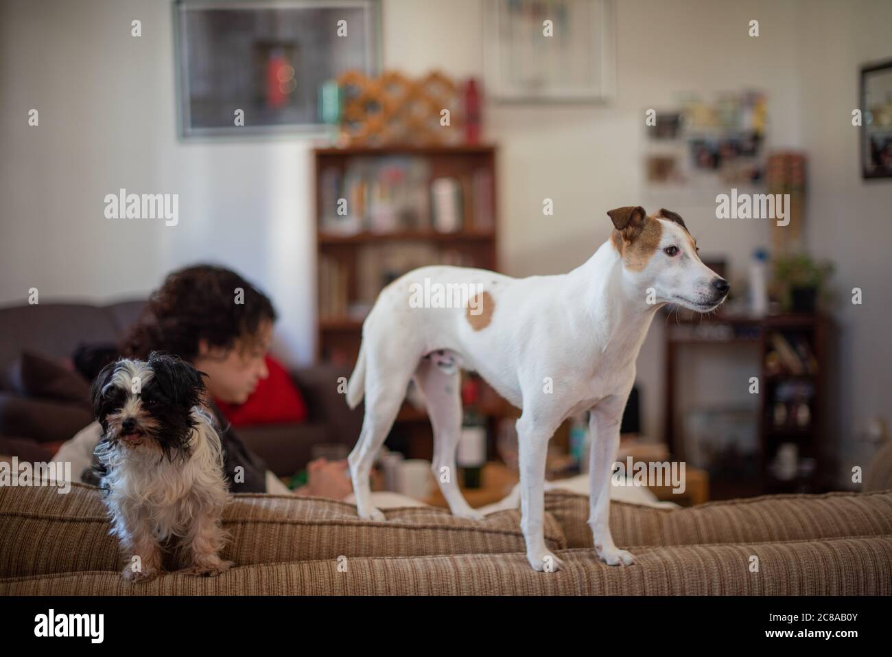 Two dogs standing on couch with woman in background Stock Photo - Alamy