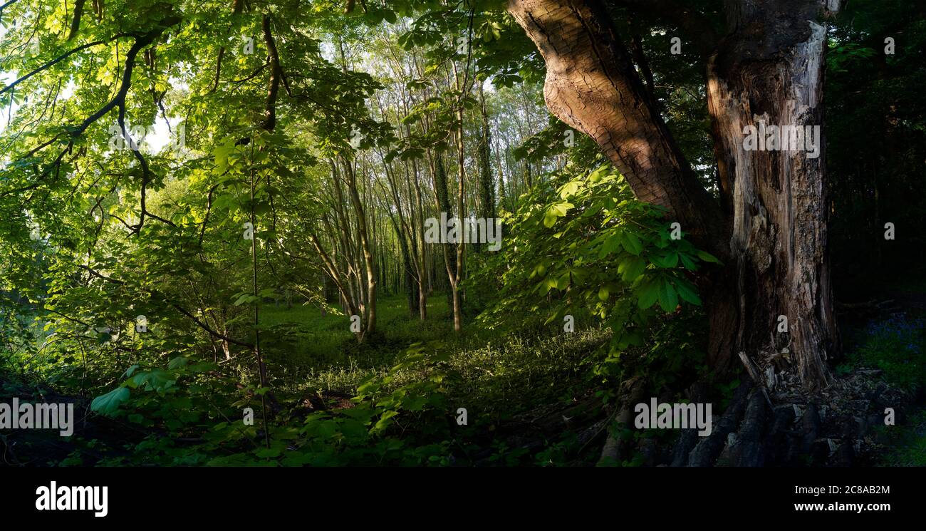 Landscape scene in Surrey woodland Stock Photo - Alamy