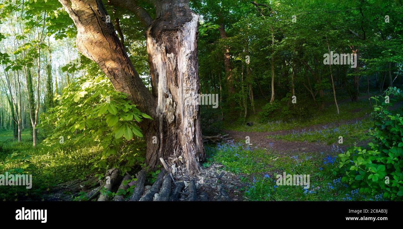 Landscape scene in Surrey woodland Stock Photo - Alamy
