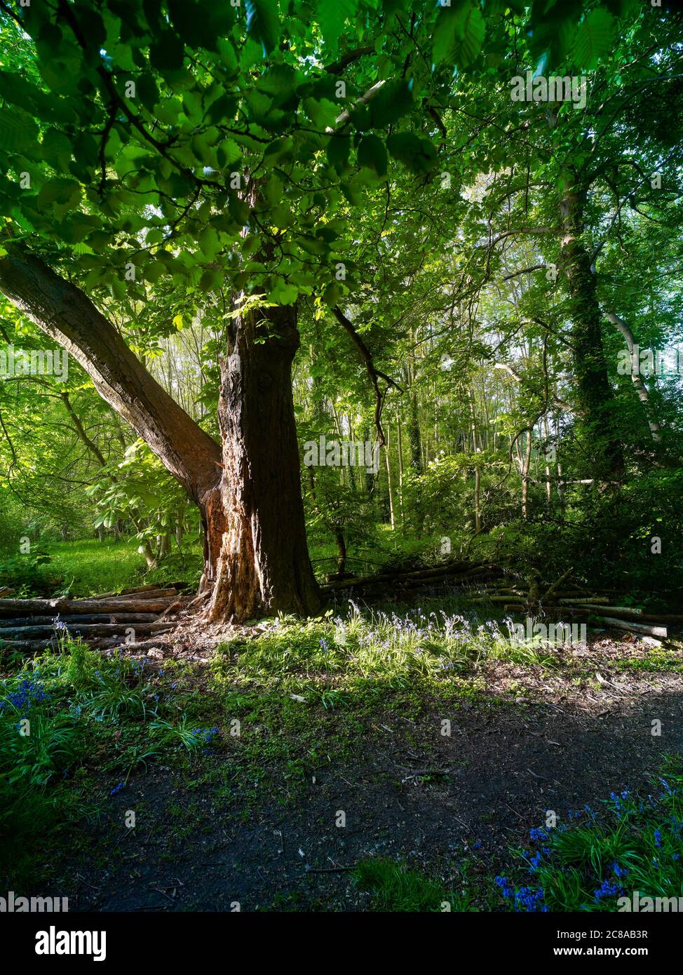Landscape scene in Surrey woodland Stock Photo - Alamy