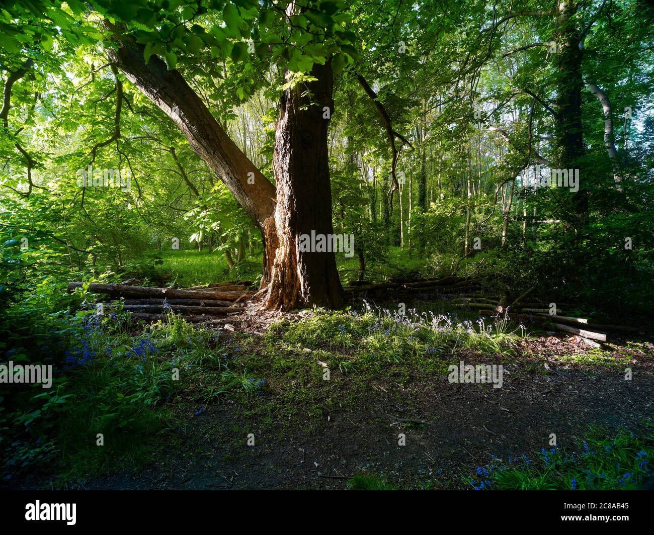 Landscape scene in Surrey woodland Stock Photo - Alamy