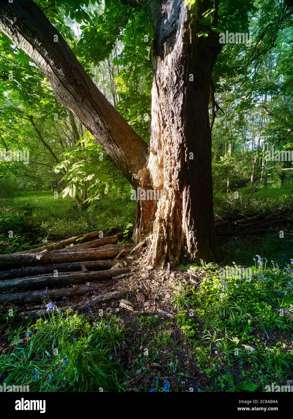 Landscape scene in Surrey woodland Stock Photo - Alamy