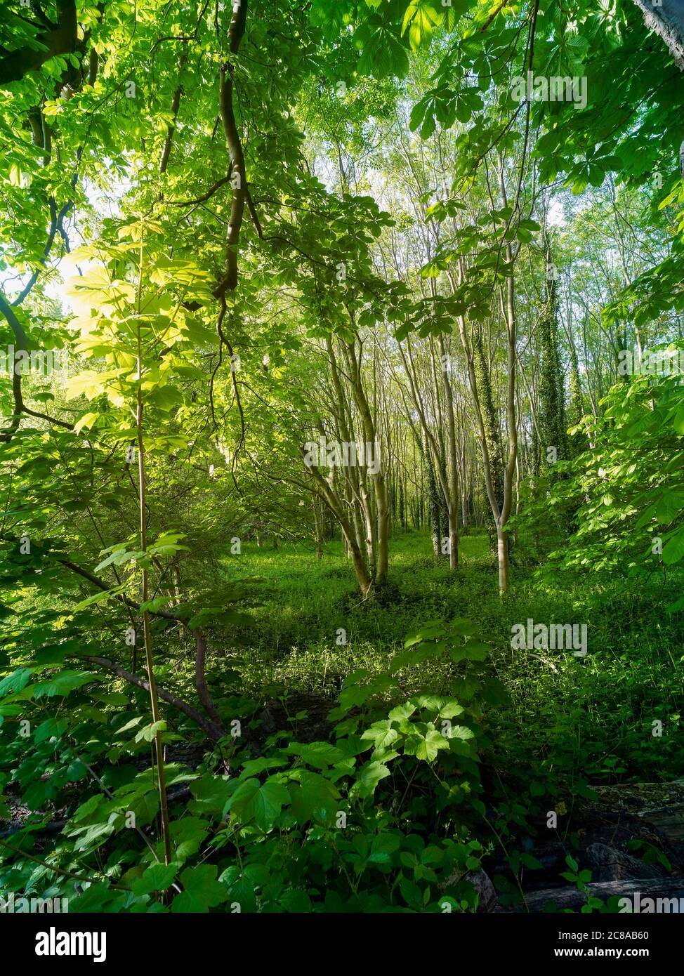 Landscape scene in Surrey woodland Stock Photo - Alamy