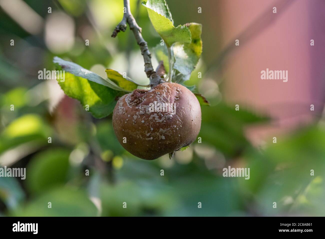 Rotting fruit insects hi-res stock photography and images - Alamy