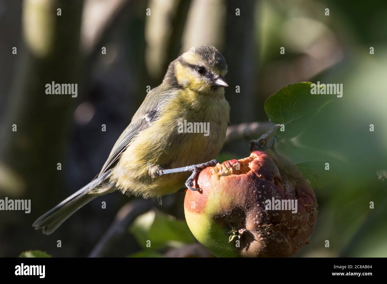 Tit eating insects from a rotten apple Stock Photo - Alamy