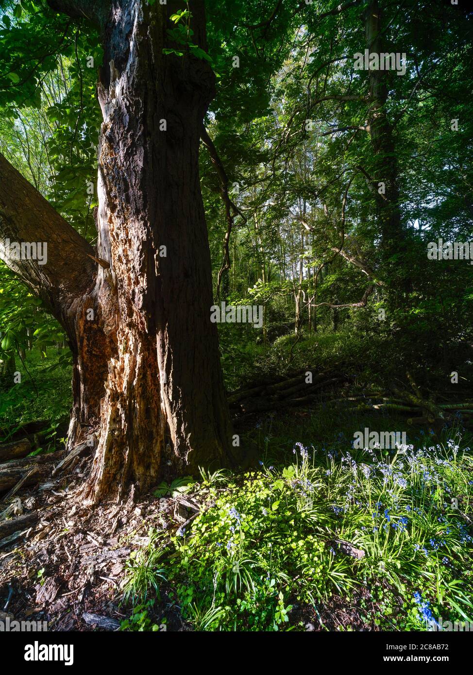 Landscape scene in Surrey woodland Stock Photo - Alamy