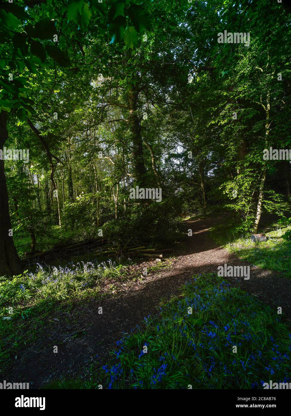 Landscape scene in Surrey woodland Stock Photo - Alamy