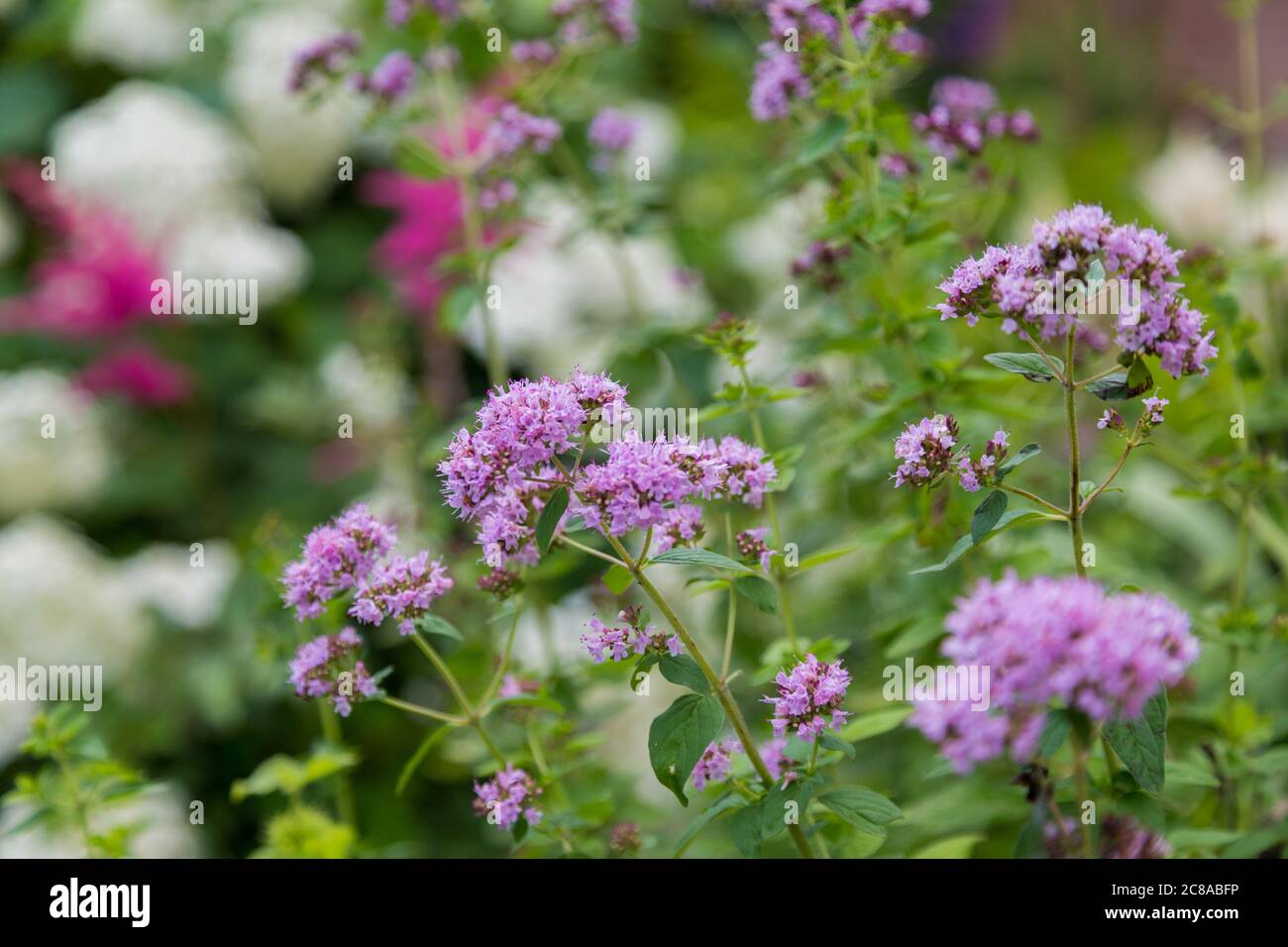 Purple Verbena tiny flowers in the garden Stock Photo - Alamy