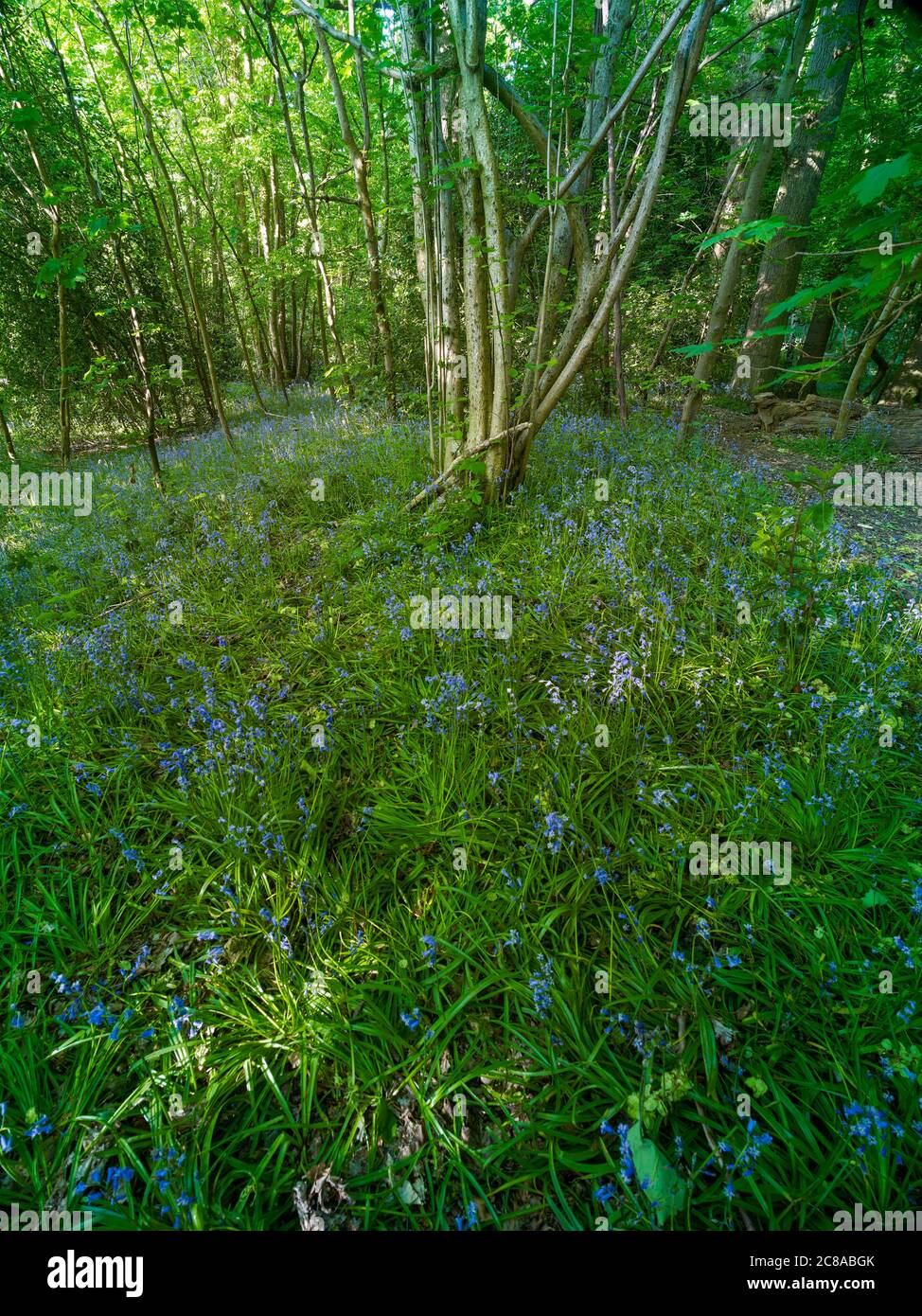 Landscape scene in Surrey woodland Stock Photo - Alamy