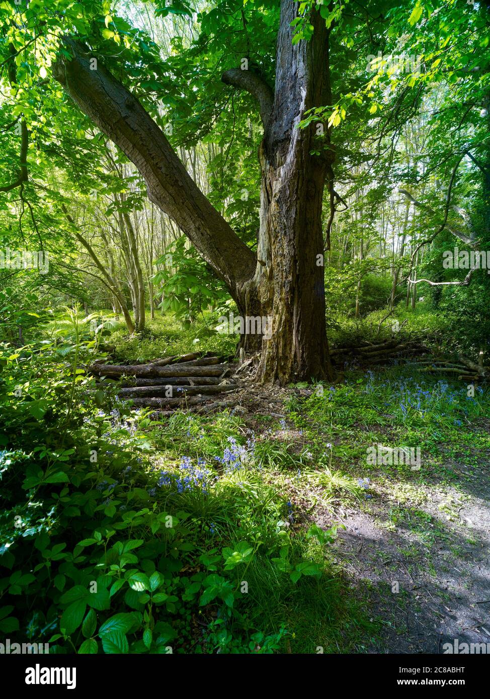Landscape scene in Surrey woodland Stock Photo - Alamy