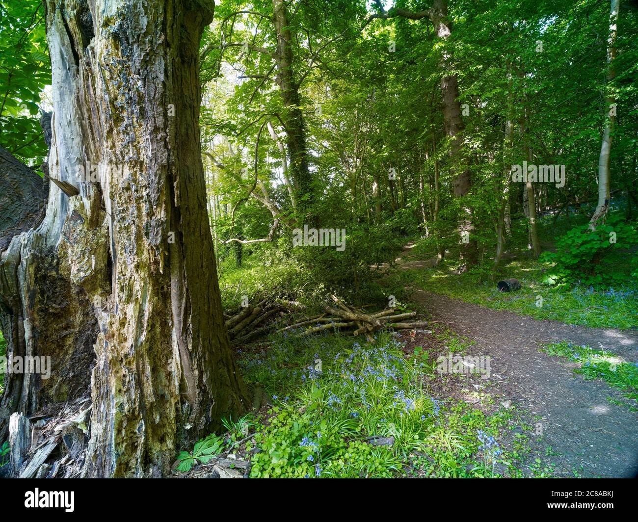 Landscape scene in Surrey woodland Stock Photo - Alamy