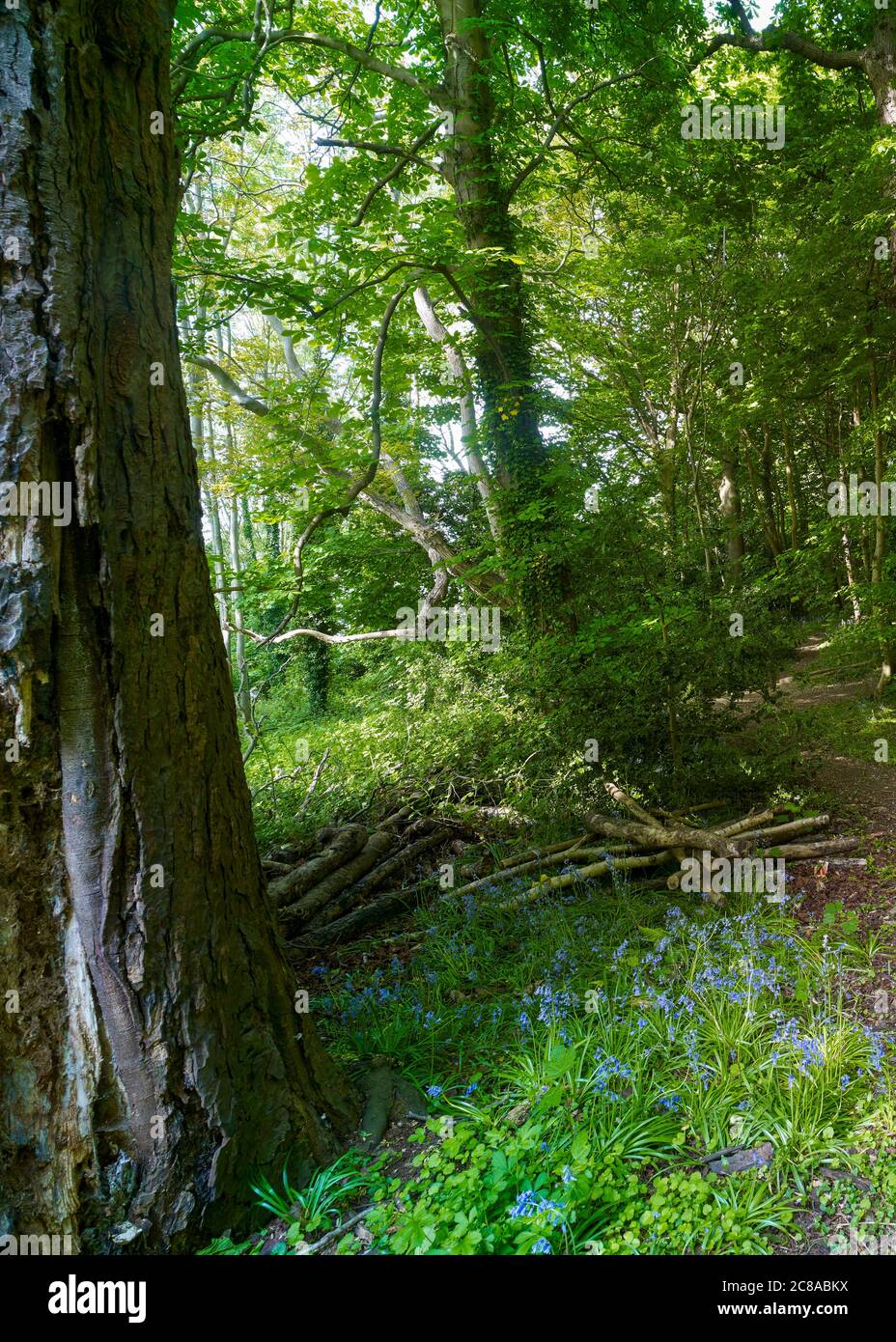 Landscape scene in Surrey woodland Stock Photo - Alamy
