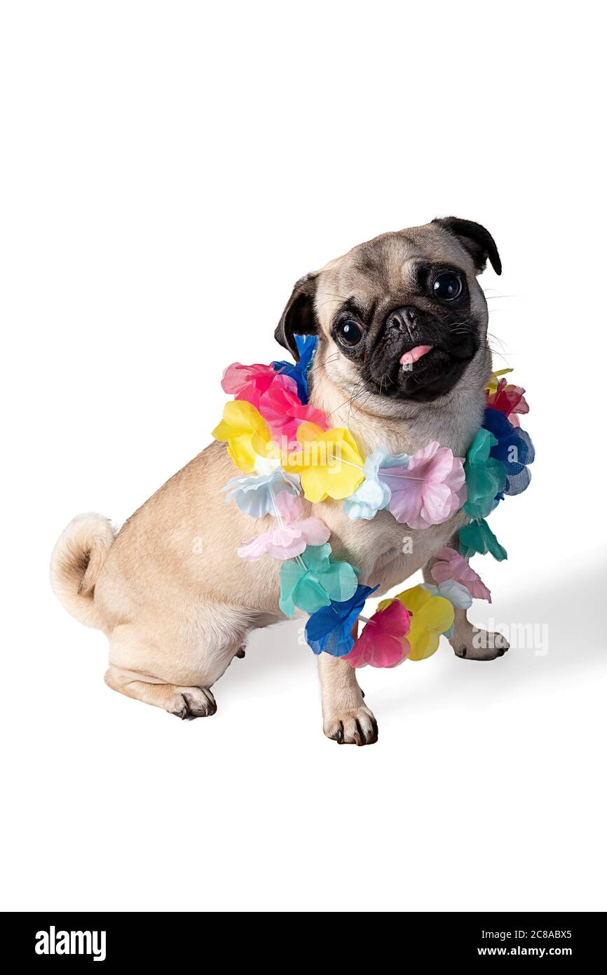 Pug with hawaiian necklace isolated on white background Stock Photo - Alamy