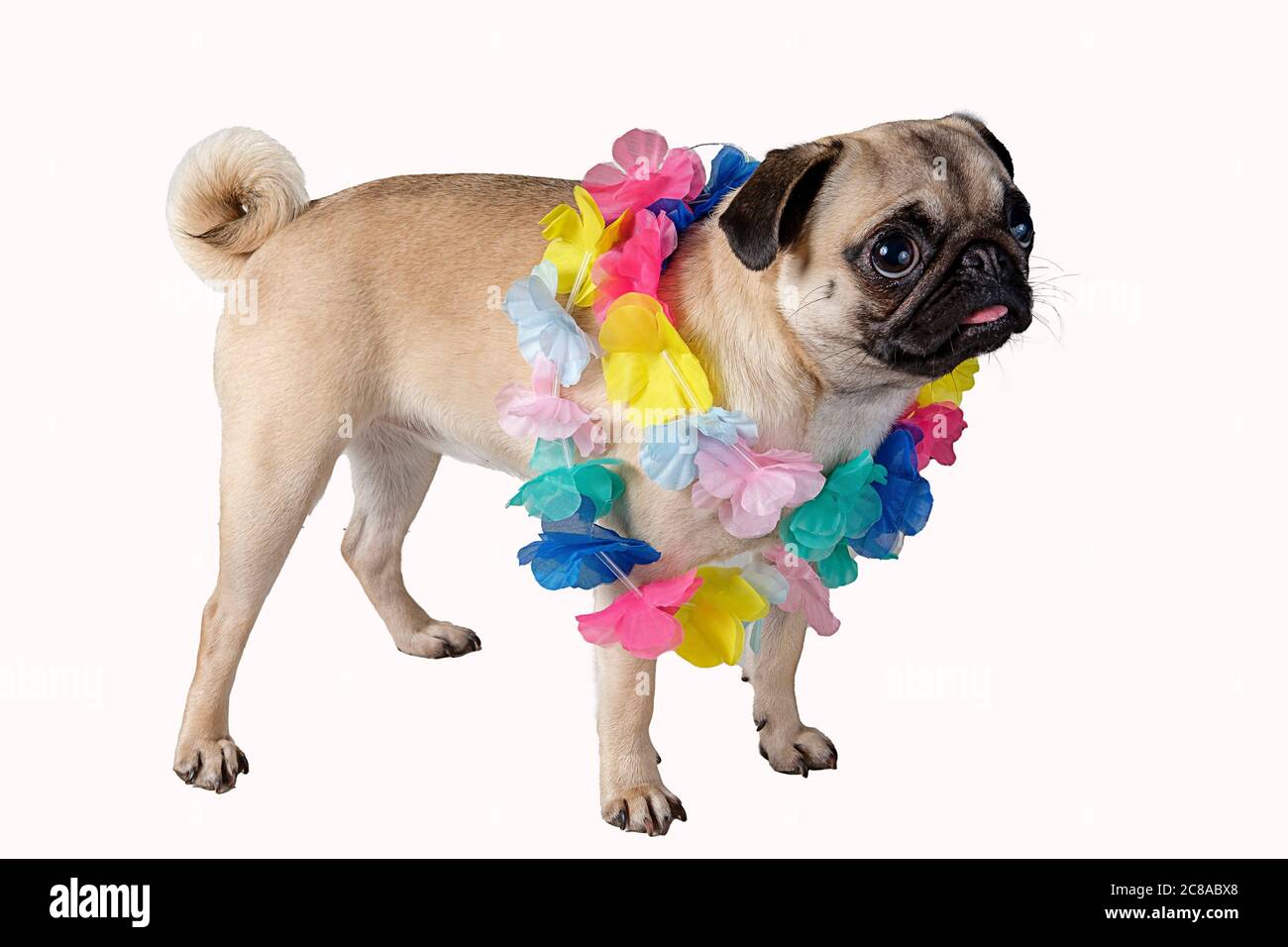 Pug with hawaiian necklace isolated on white background Stock Photo - Alamy