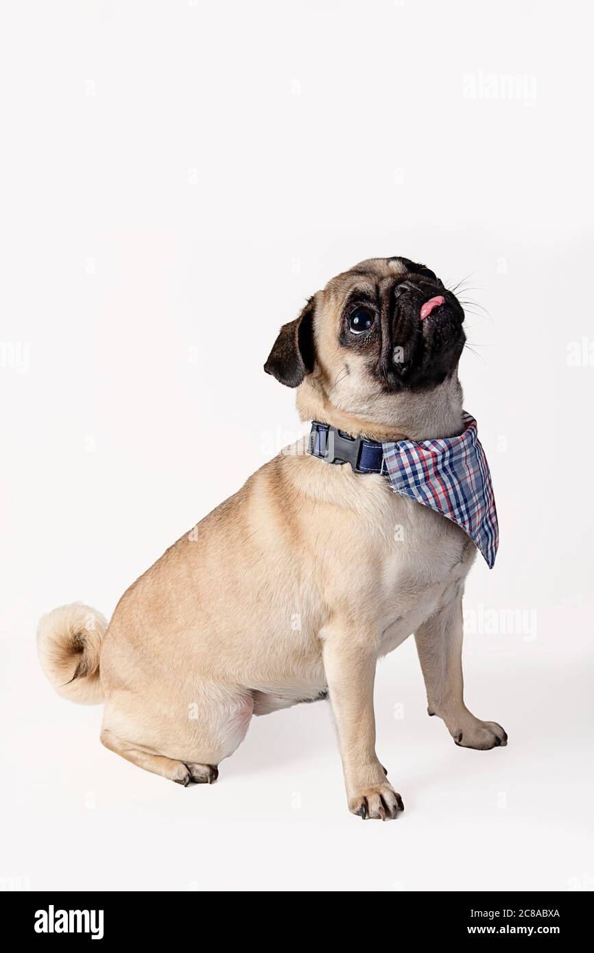 Pug with blue necklace isolated on white background Stock Photo - Alamy