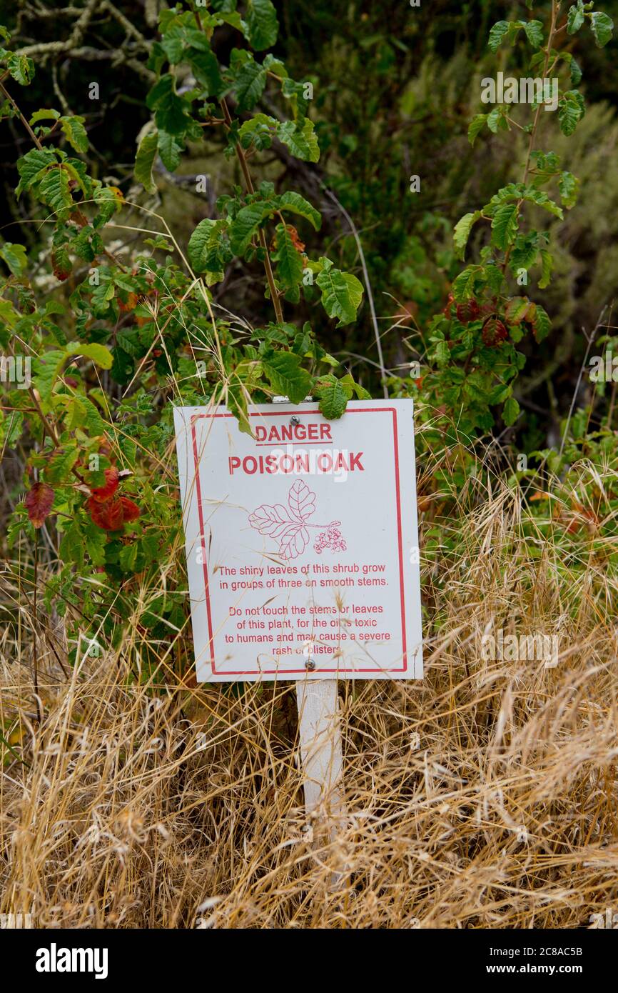 Poison Oak High Resolution Stock Photography and Images - Alamy