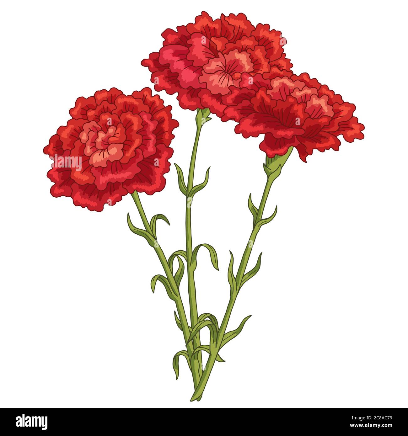 Carnation flower graphic color isolated bouquet sketch illustration ...