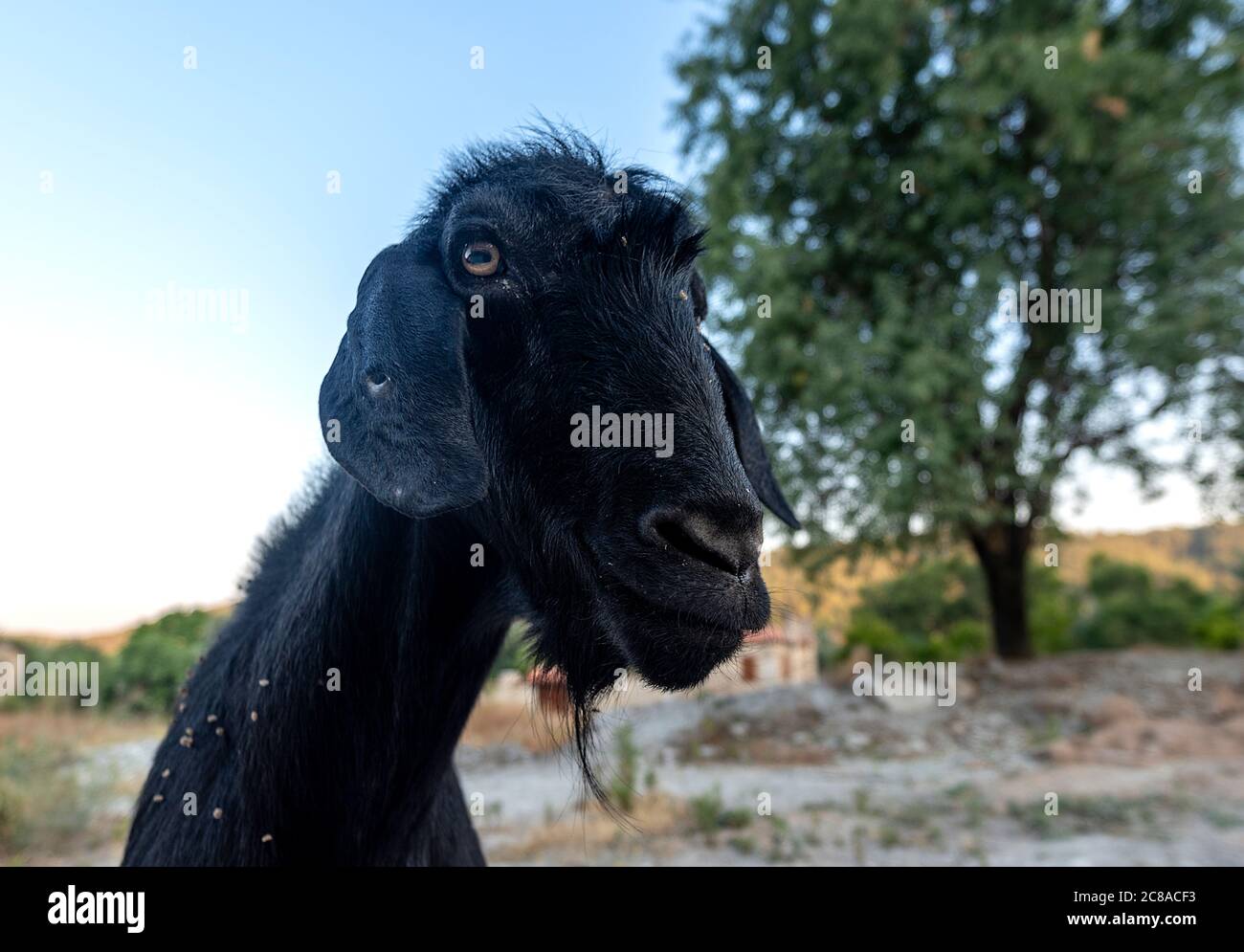 Leader goat hi-res stock photography and images - Alamy
