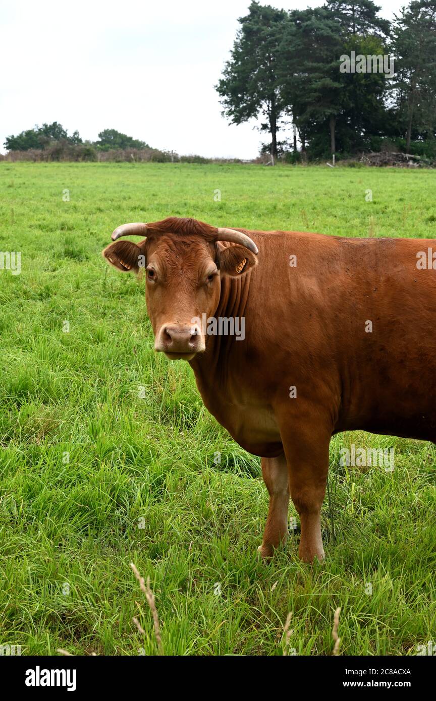 A brown cow in a green field looking at the photographer Stock Photo ...