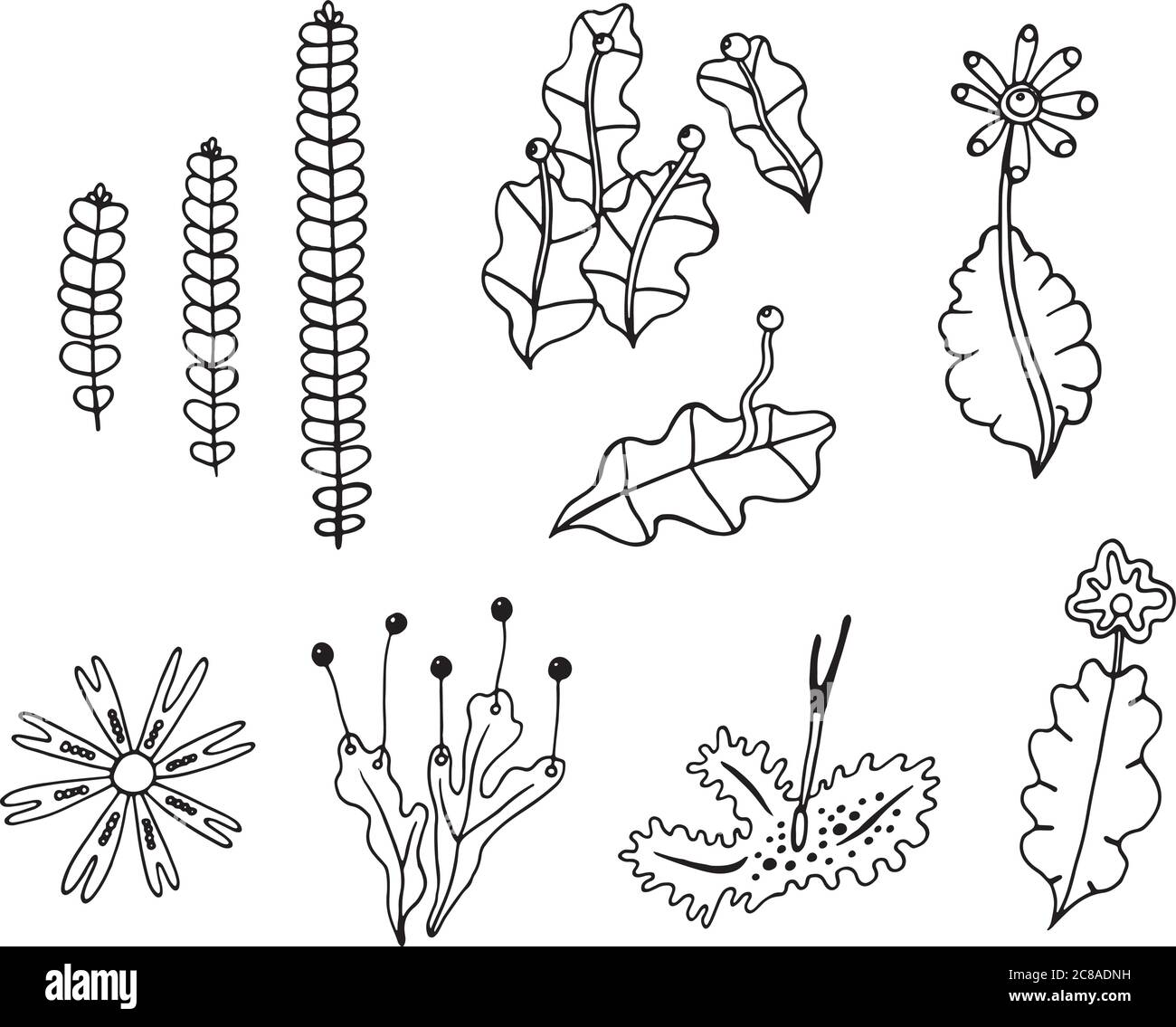 Moss elements collection. Set of doodle plants and branches. Vector ...