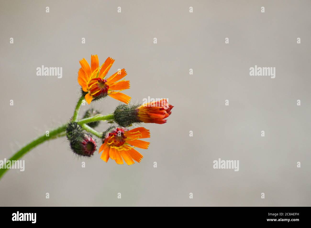 Orange hawkweed (Pilosella aurantiaca) also known as fox-and-cubs, an ...