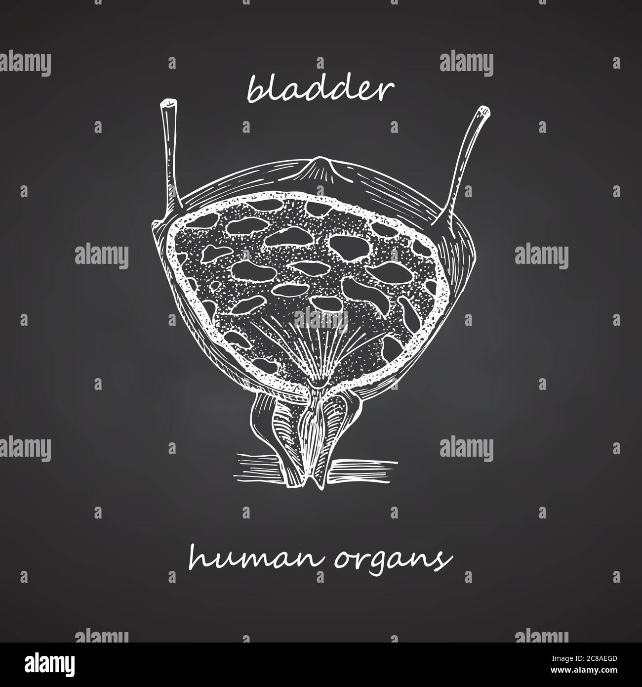 Bladder. Hand-drawn icon isolated on black chalkboard background Human ...