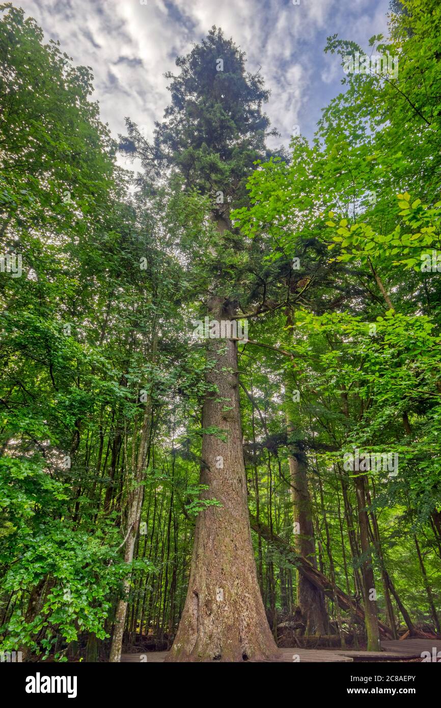 With a girth of 6.8 m and a height of 53 m, one of the tallest Silver ...