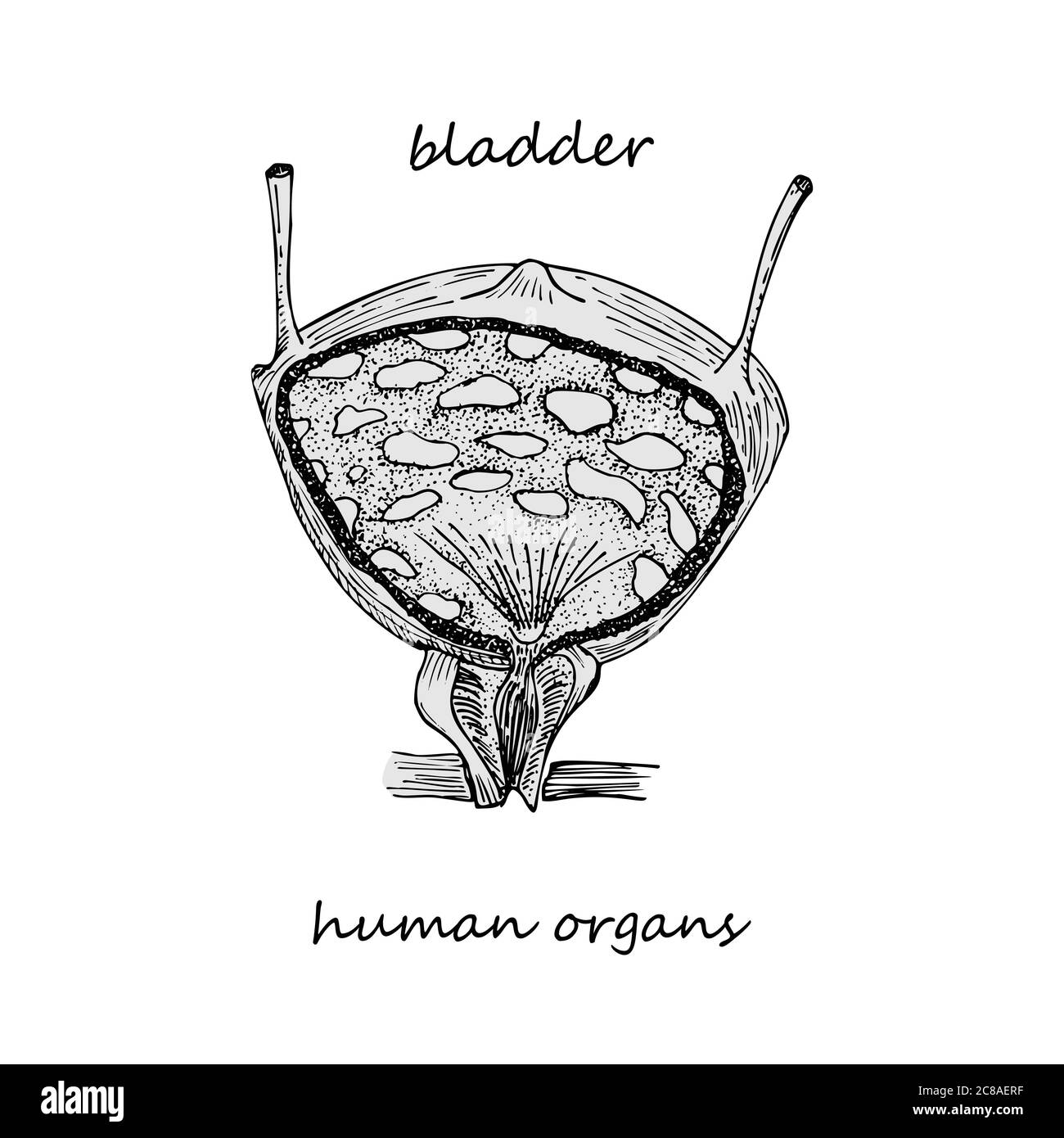 Bladder. Hand-drawn icon isolated on white background Human internal ...