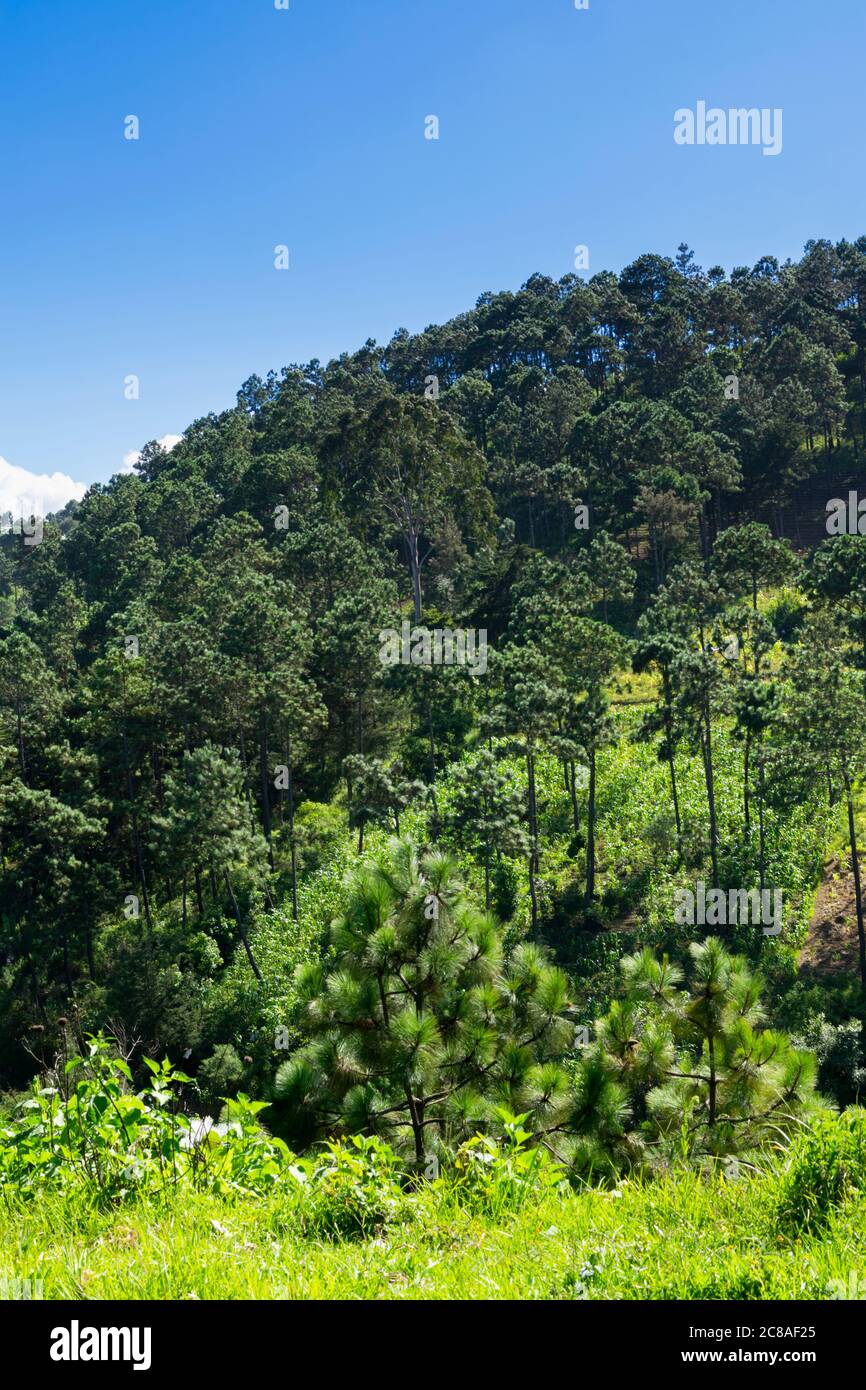 Mountains in Guatemala, forest area and area of sustainable crops ...