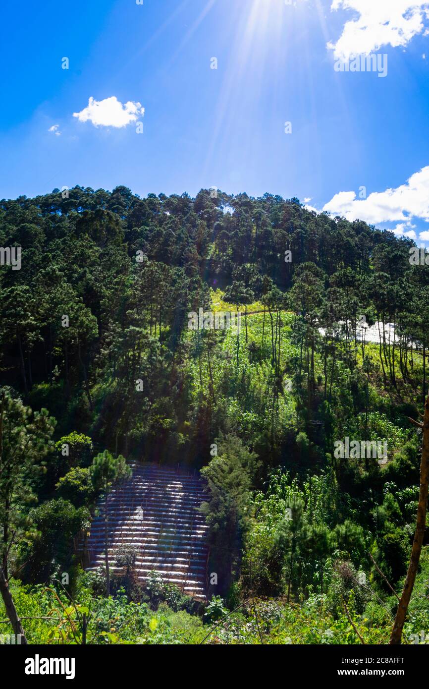 Mountains in Guatemala, forest area and area of sustainable crops ...