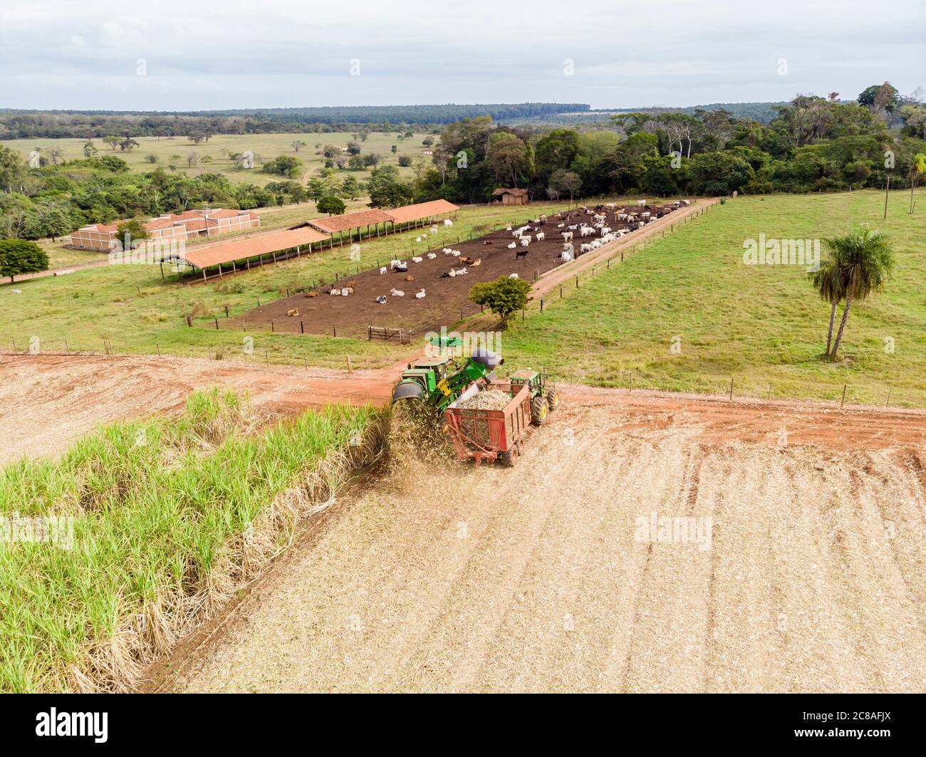 Aerial sugarcane field in Brazil. Tractor working, agribusiness Stock ...