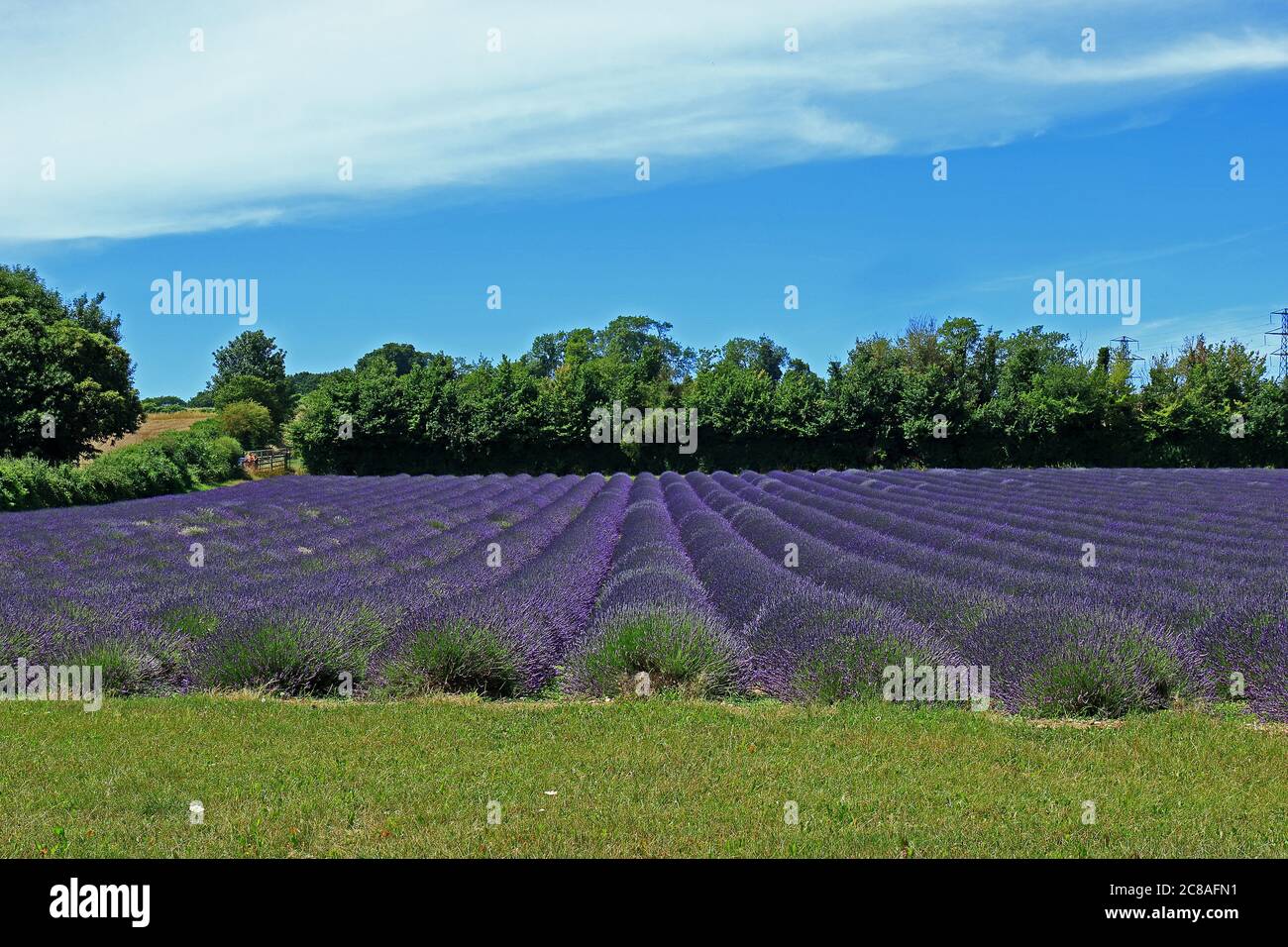 Kent lavender hi-res stock photography and images - Alamy
