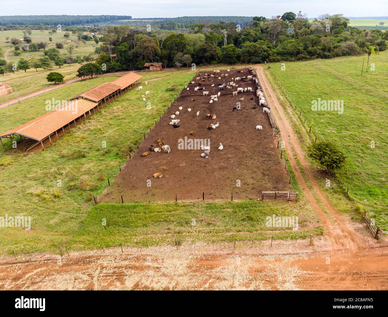 Livestock in confinement, oxen, cows, sunny day Stock Photo - Alamy