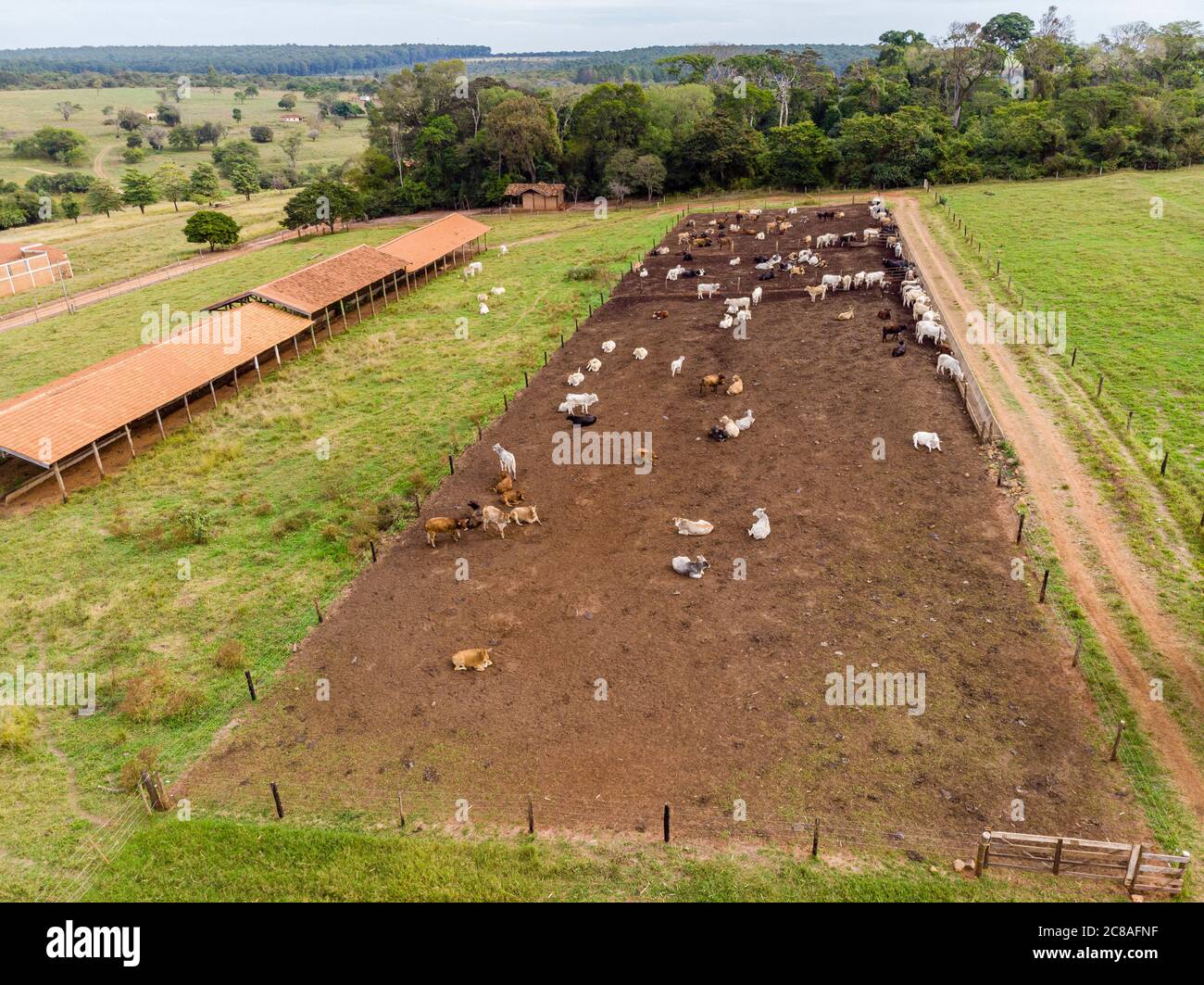 Livestock in confinement, oxen, cows, sunny day Stock Photo - Alamy