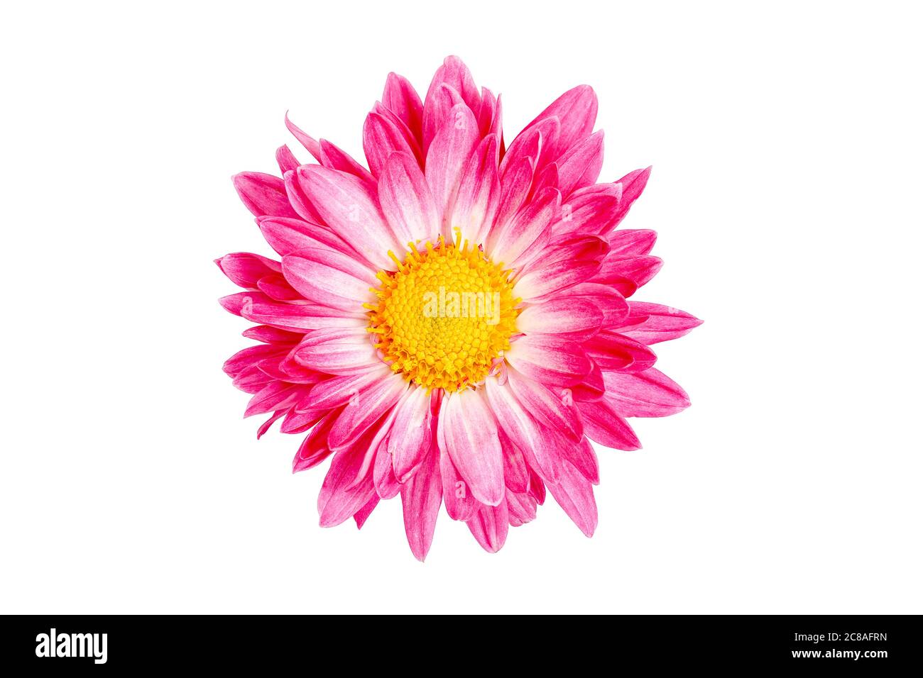 closeup of daisy flower isolated on white Stock Photo - Alamy