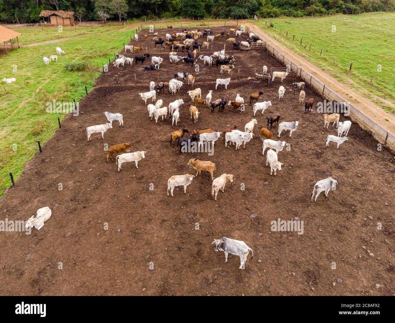 Cattle ranch brazil aerial hi-res stock photography and images - Alamy
