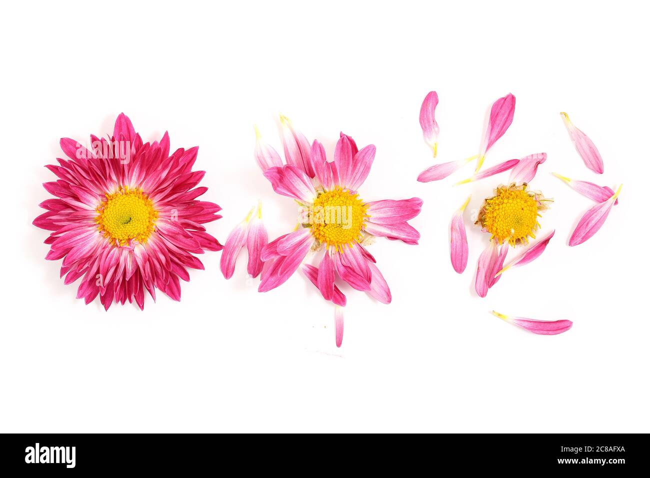 from daisy with all its petals to daisy with no petals on white Stock ...