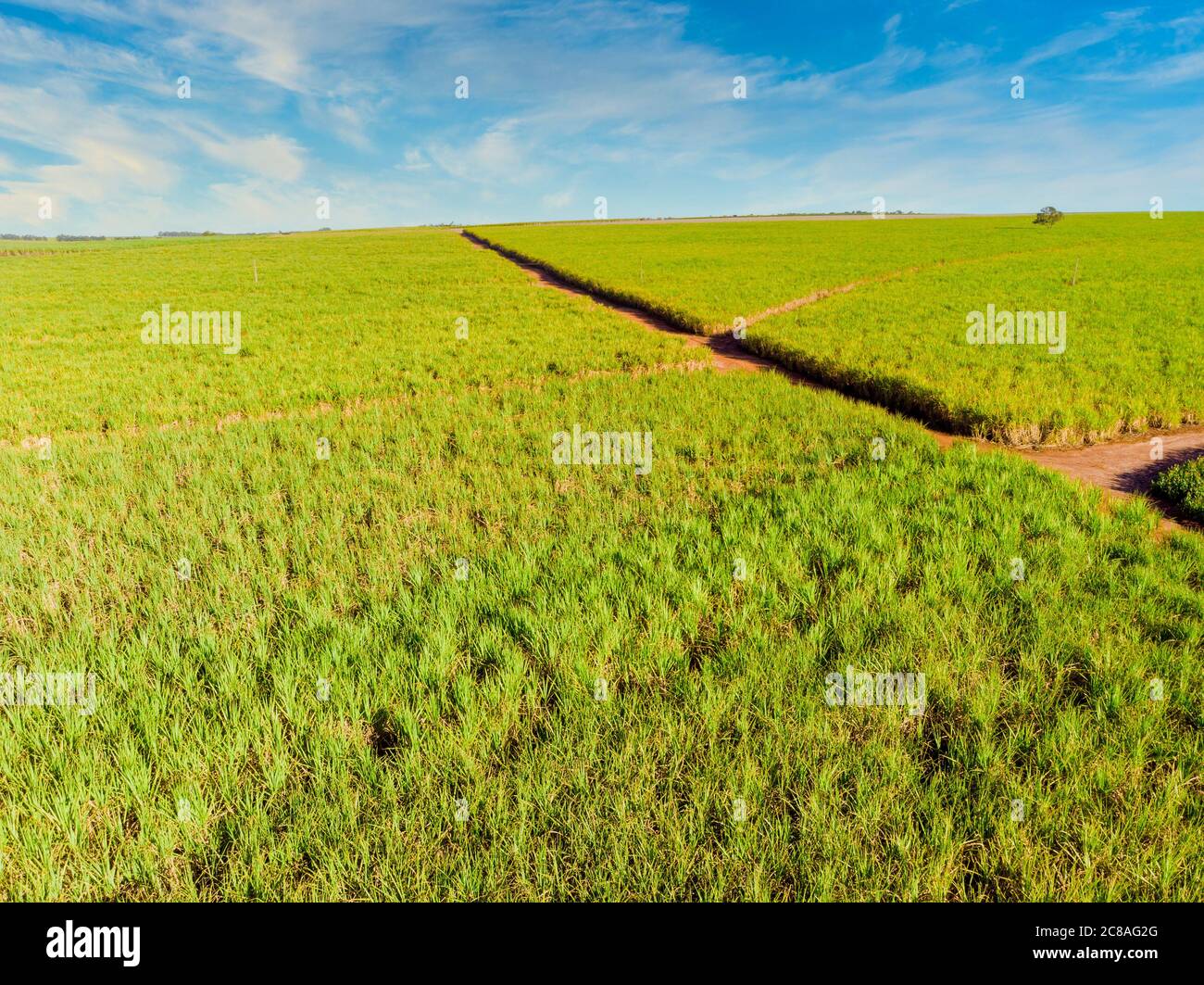Brazil sugar cane aerial hi-res stock photography and images - Alamy