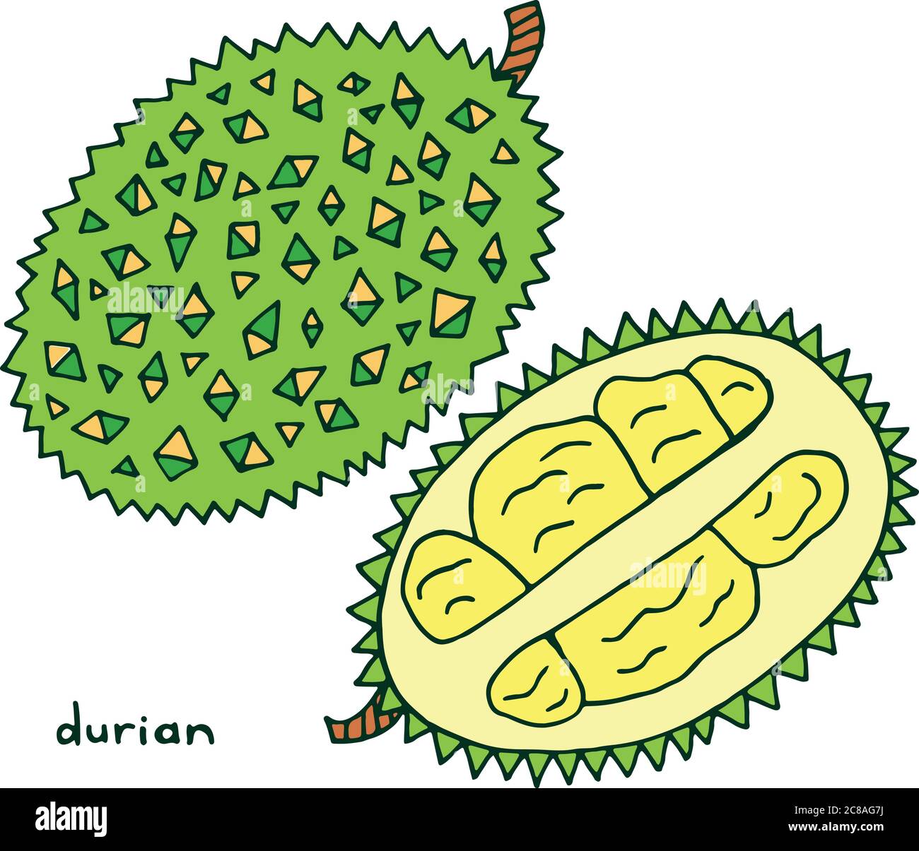 Durian fruit coloring page. Graphic vector colorful doodle art for ...