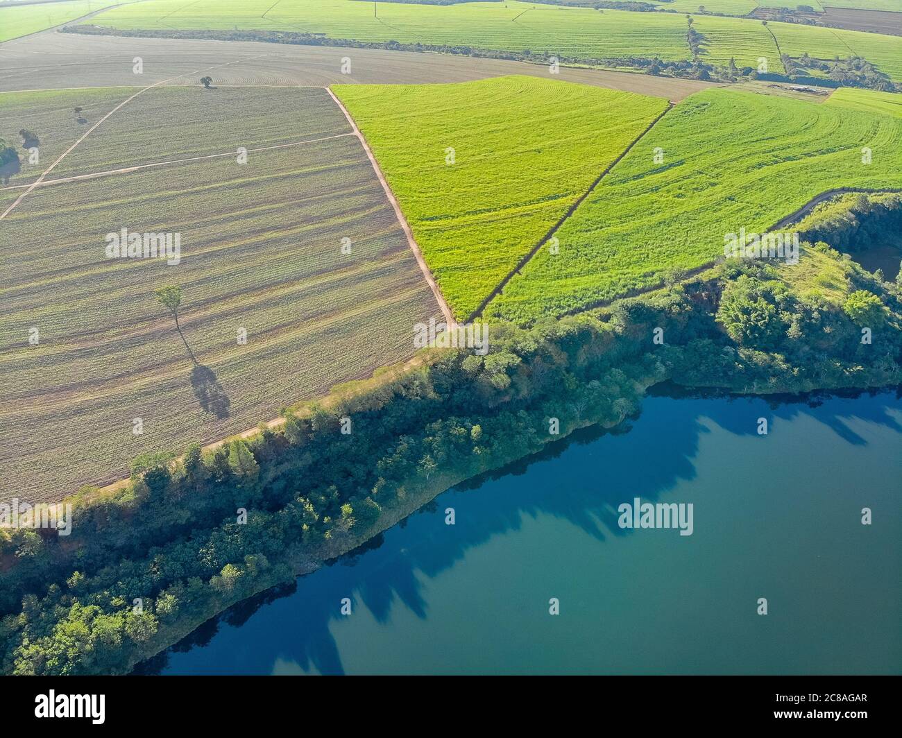 Aerial sugarcane field in Brazil and beautiful lake Stock Photo - Alamy