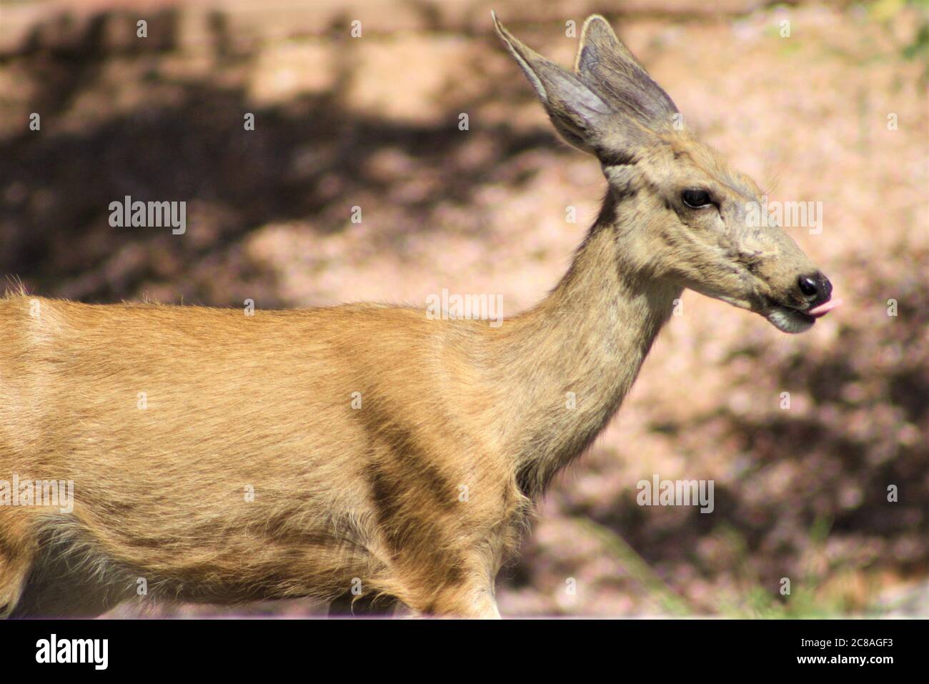 Closeup Profile of Mule Deer Doe With Tongue Out Zion National Park ...