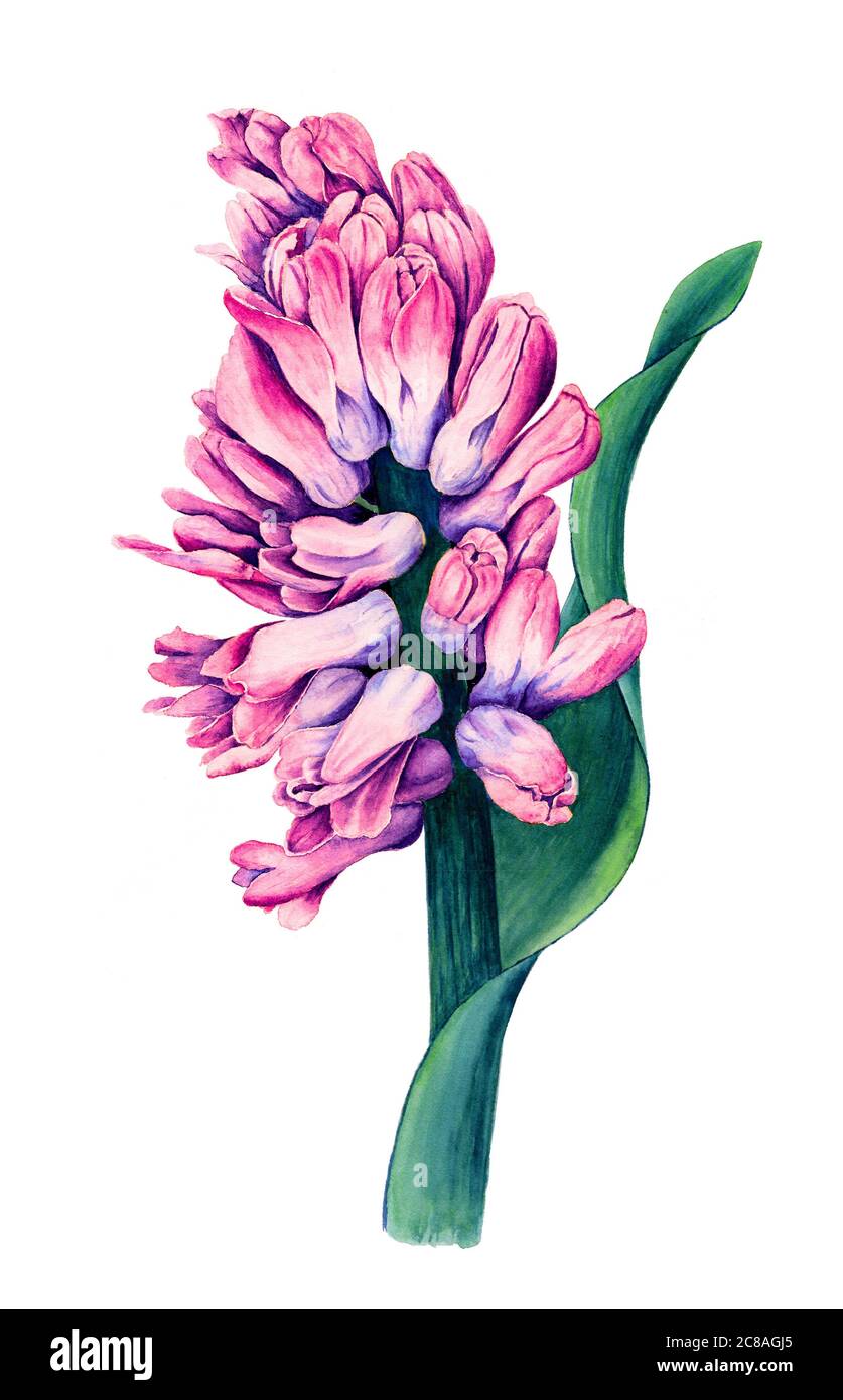 Hyacinth flower painting Cut Out Stock Images & Pictures - Alamy