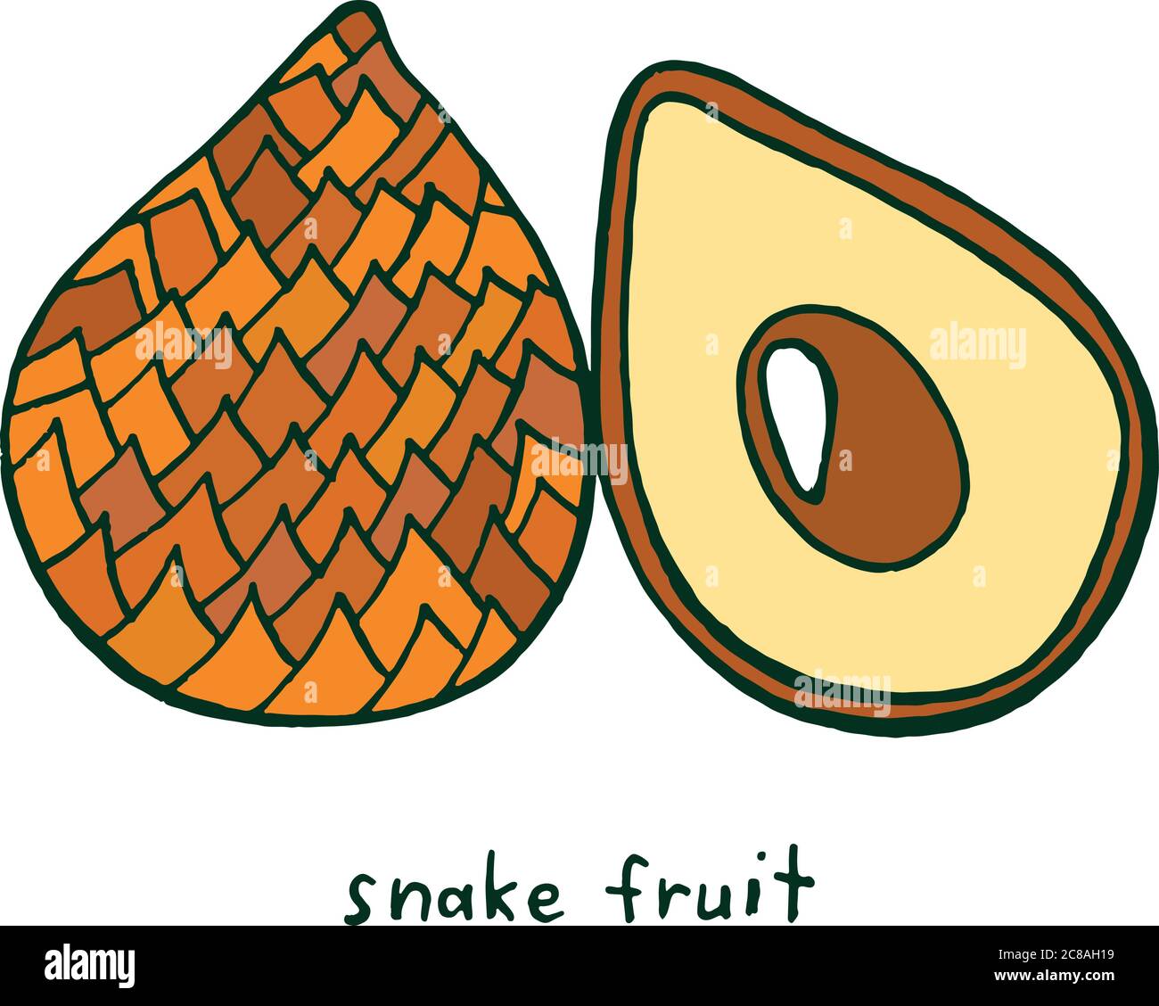 Snake fruit coloring page. Graphic vector colorful doodle art for ...