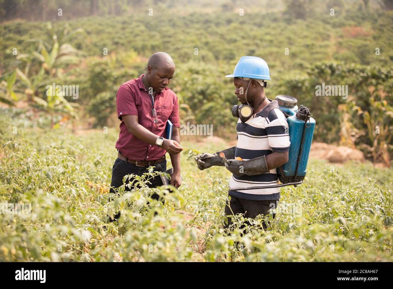 An agricultural extension worker offers advice to a tomato farmer in ...