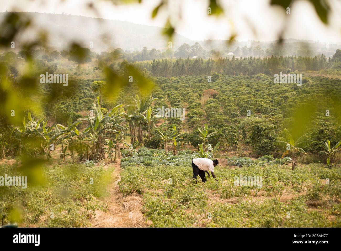 Farmer William Bampaira mulches his tomato plants in Rakai District ...