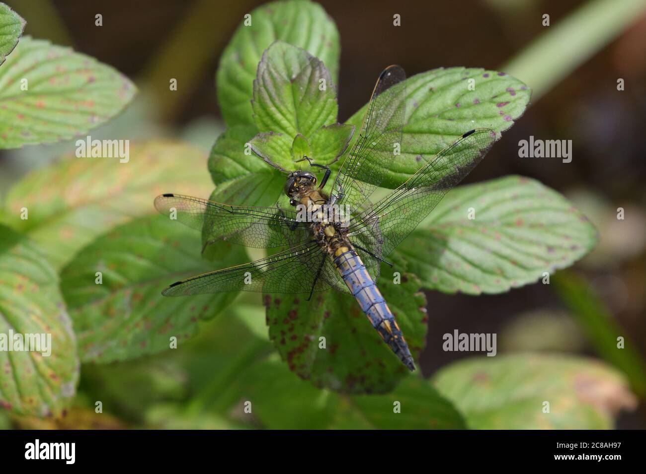 Male Black-tailed Skimmer Stock Photo - Alamy