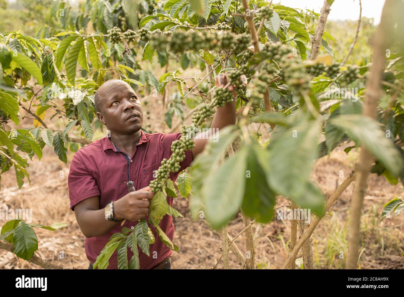 A commercial coffee farmer examines a coffee tree full of coffee ...