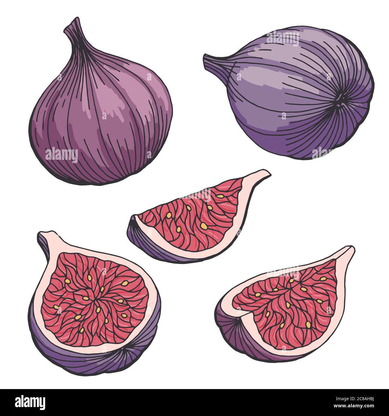 Fig fruit graphic set color isolated sketch illustration vector Stock ...
