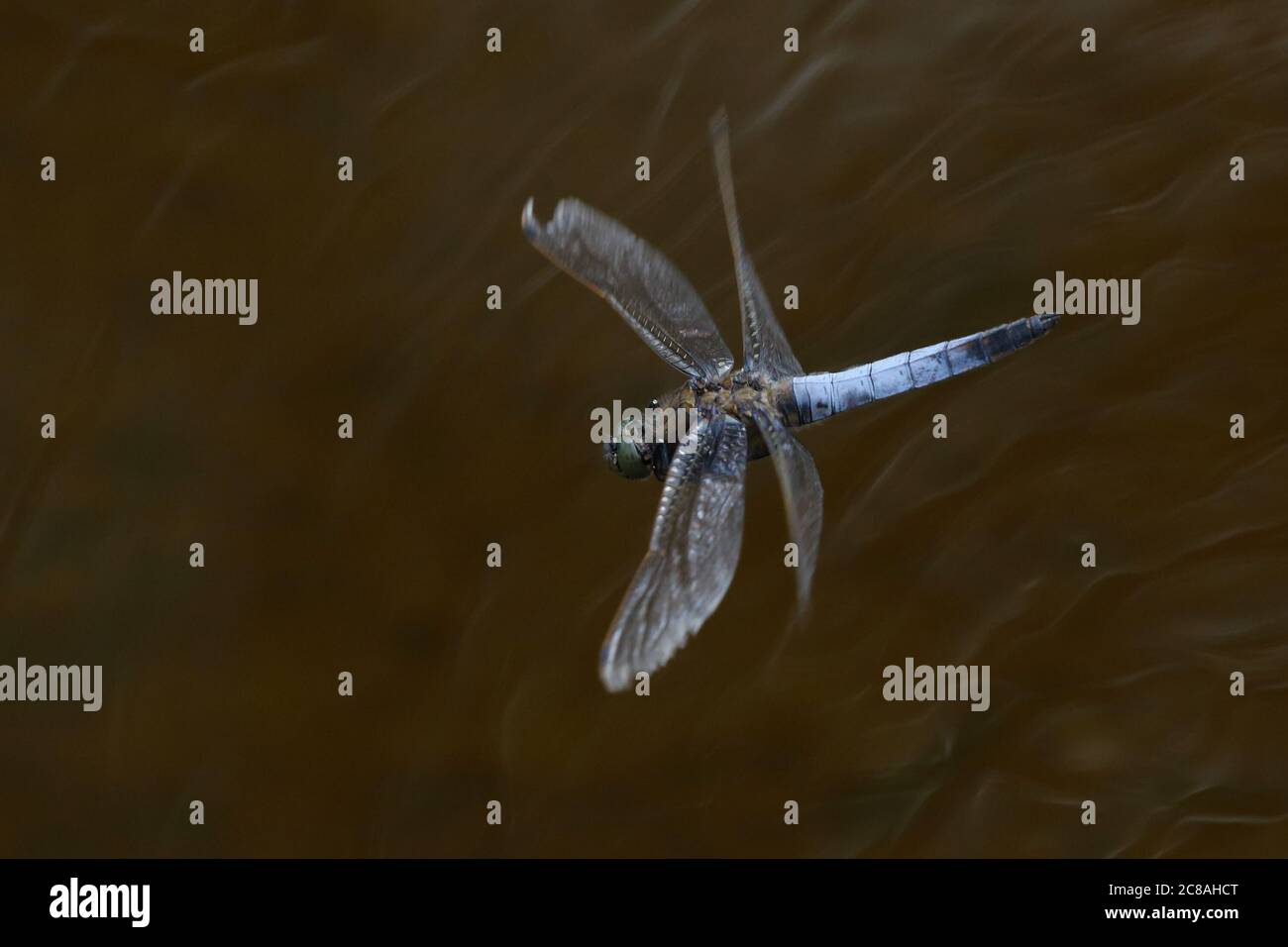 Male Black-tailed Skimmer Stock Photo - Alamy